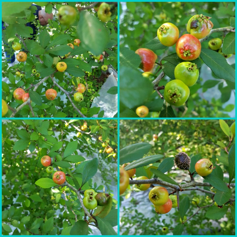 Gardening Update ~ April 2018: Planning to Plant ~ Teadoddles